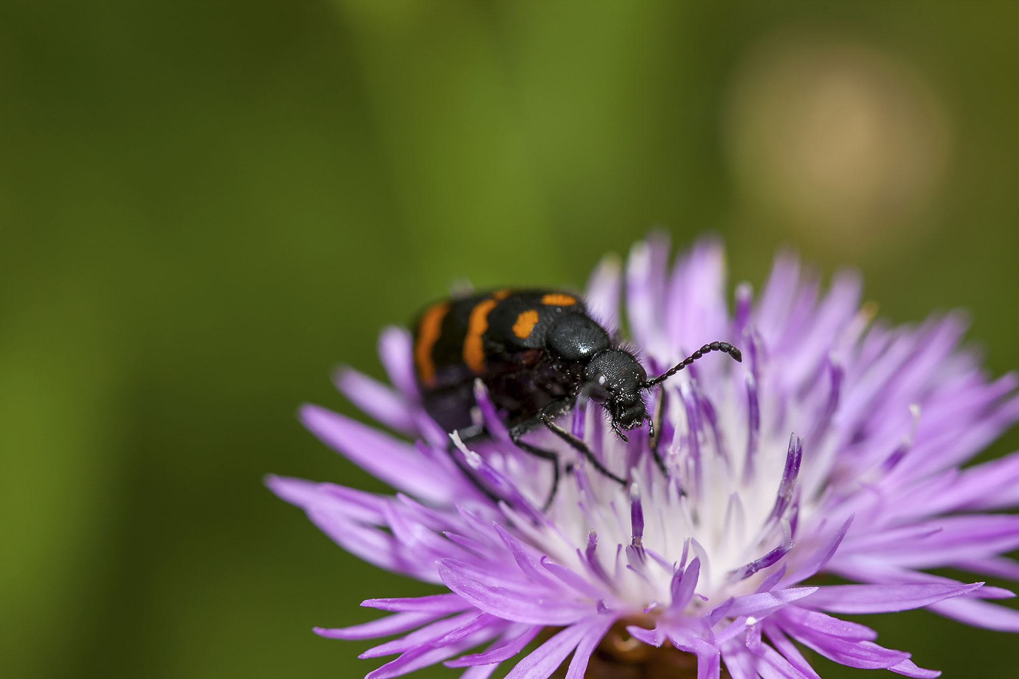 Georgia's Pollinators
