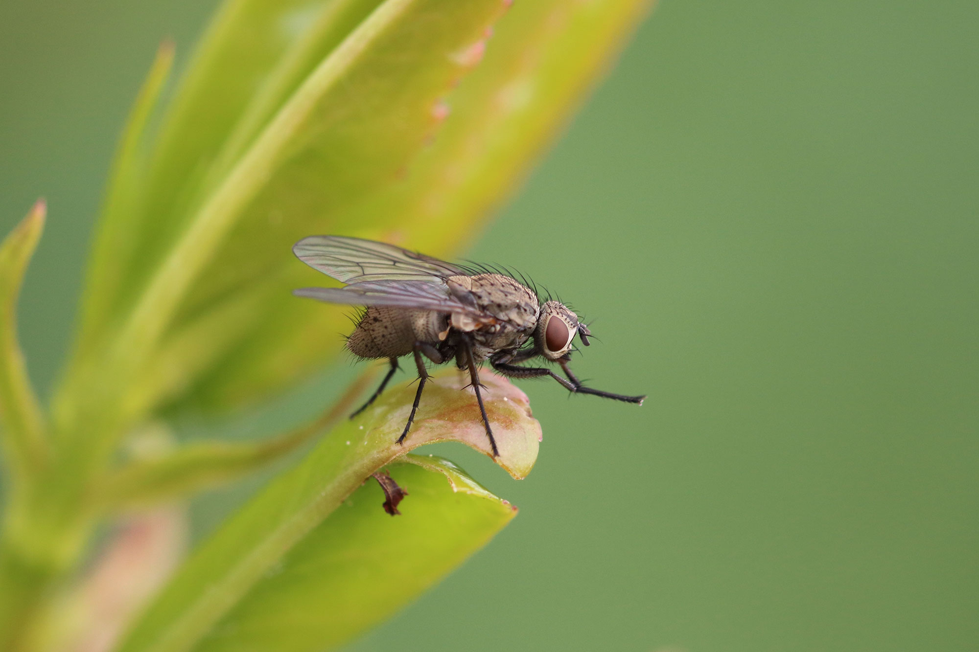 Georgia's Pollinators